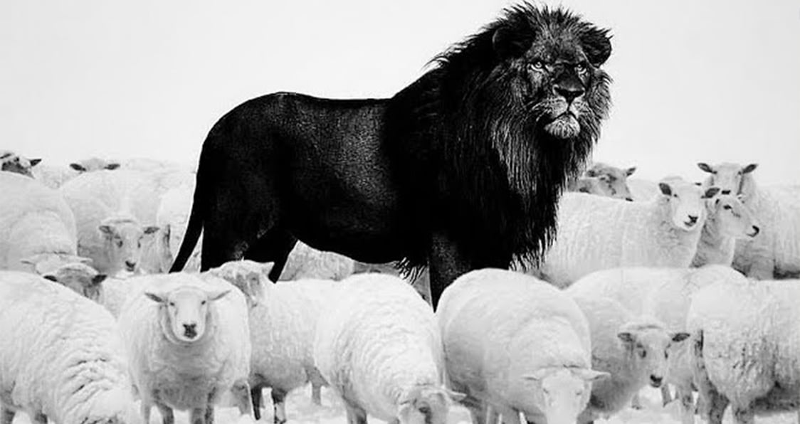 WATCH: Bodybuilding Motivation - Are You A Lion Or A Sheep?