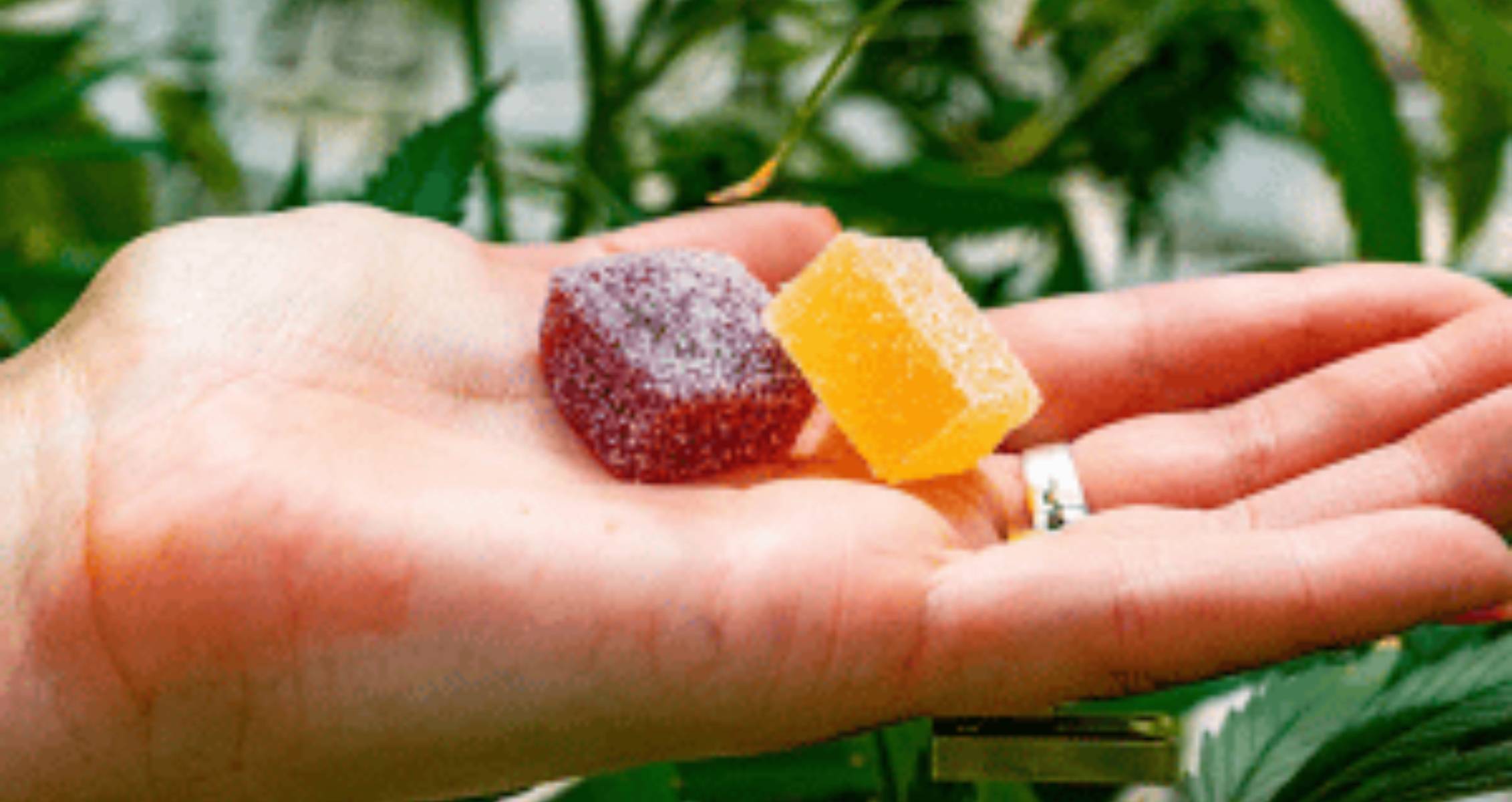 Creatine Gummies Are a Mouthwatering Way to Maximize Muscle Growth ...