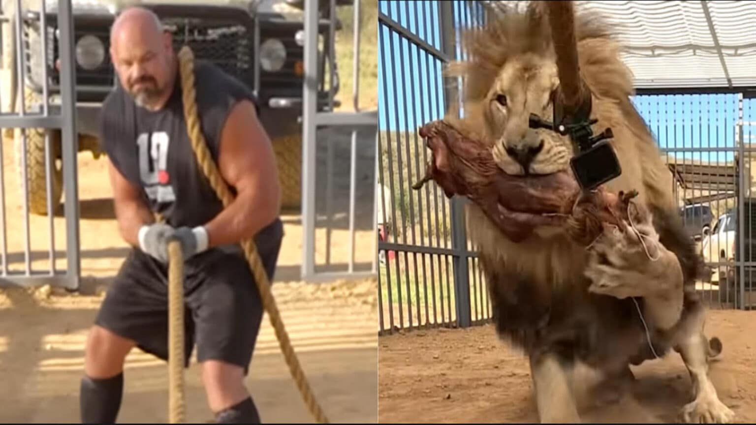 Brian Shaw Tests His Strength in Tug-of-War Against a Lion
